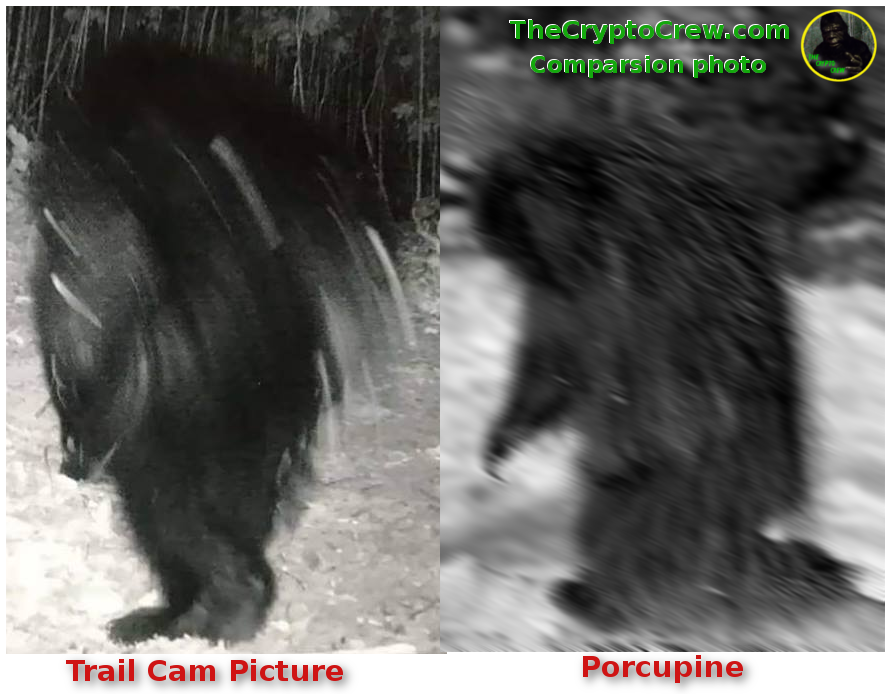 Opinions Split Over Possible Bigfoot Photo ~ The Crypto Crew