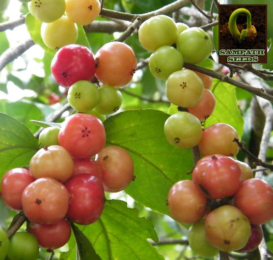 PLANTS DESCRIPTION: Flacourtia inermis [Family: Salicaceae]