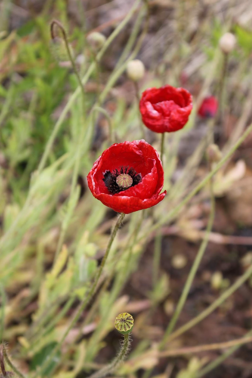 Valley Naturalist: In praise of weeds