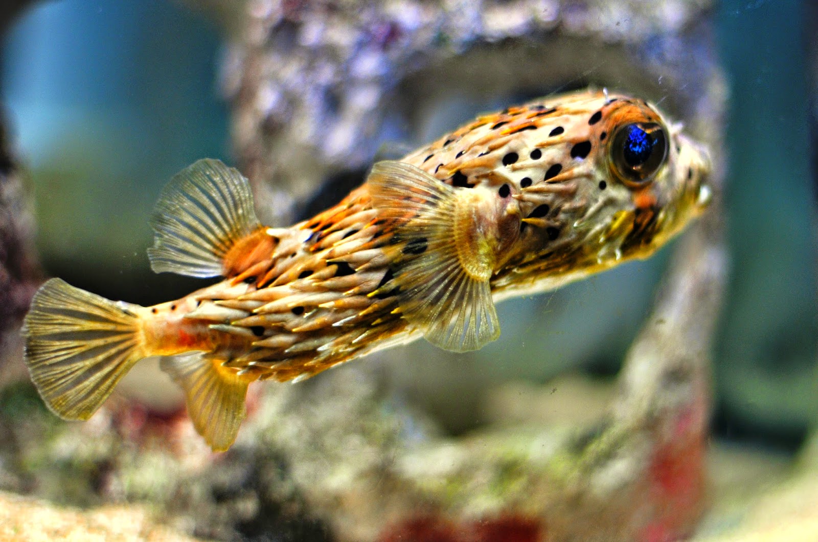 PUFFER FISH photos - wallpapers (ανανεωμένο) | the fun bank