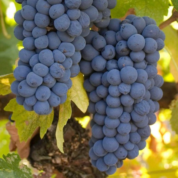 Pinotage: el príncipe revestido de fuerza. ~ Enología