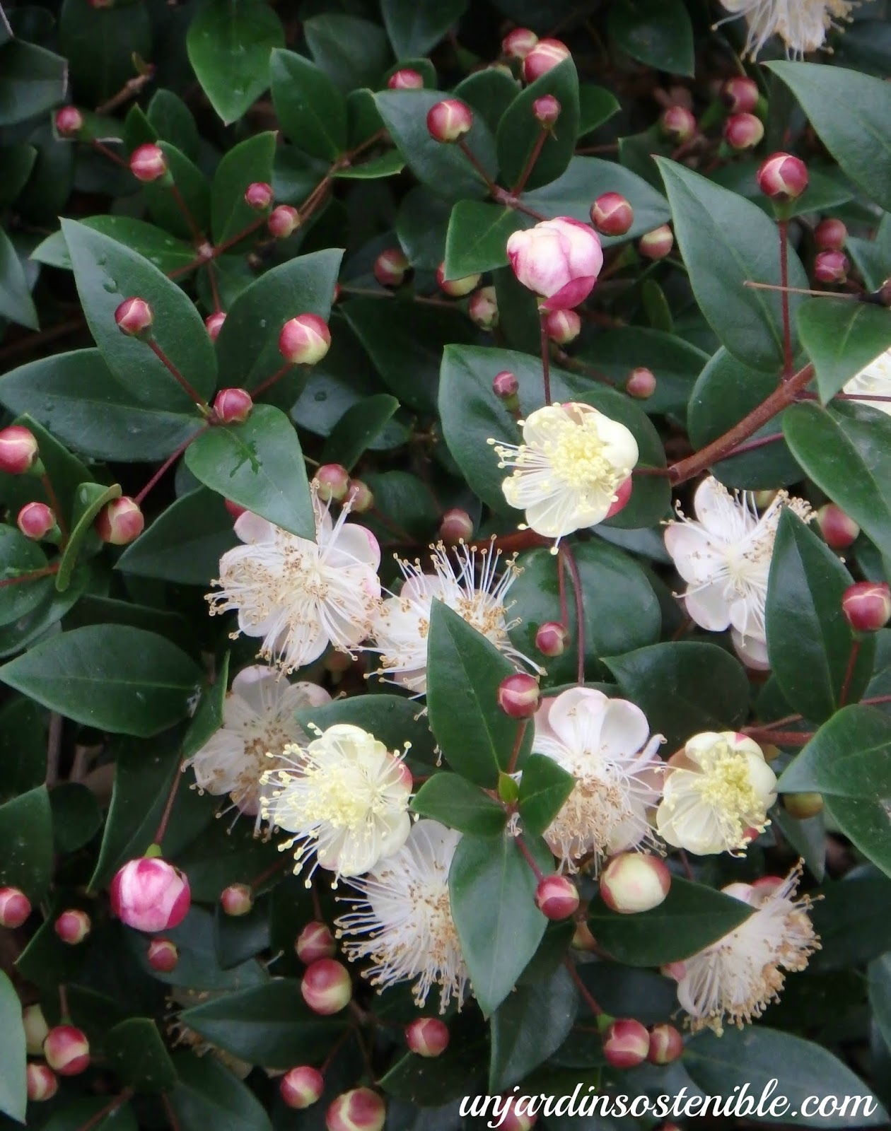 Myrtus communis (Mirto, Arrayán, Mirtos etc.)