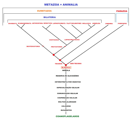 BIOLOGIA PARA A VIDA : ZOOLOGIA I INTRODUÇÃO AO REINO METAZOA