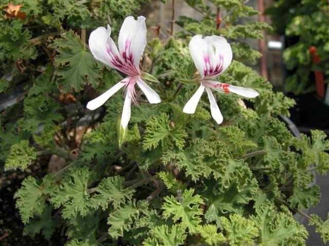 cvece za baste | dvoriste | sobe : muskatle | uzgoj | visece |engleska ...