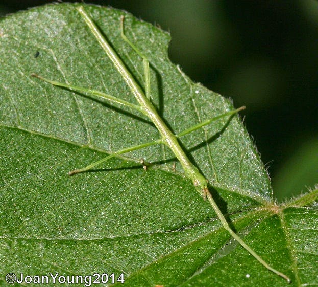 South African Photographs: Stick Insect