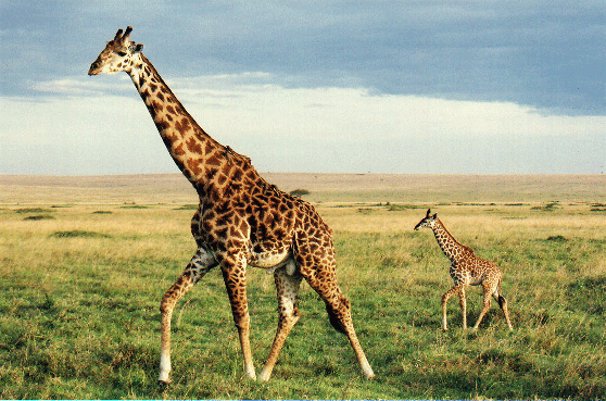 Giraffe, Animals With Long Necks | Animal Lestari | All about Animals