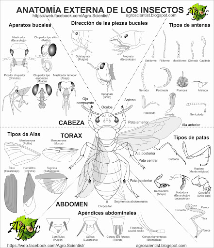 Agro Scientist: Morfología externa de los insectos - Lamina en HD
