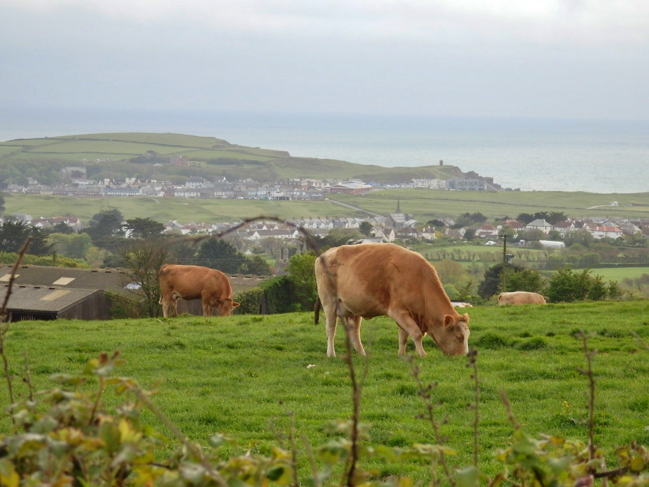 Mike's Cornwall: Farm Animals Seen In Cornwall