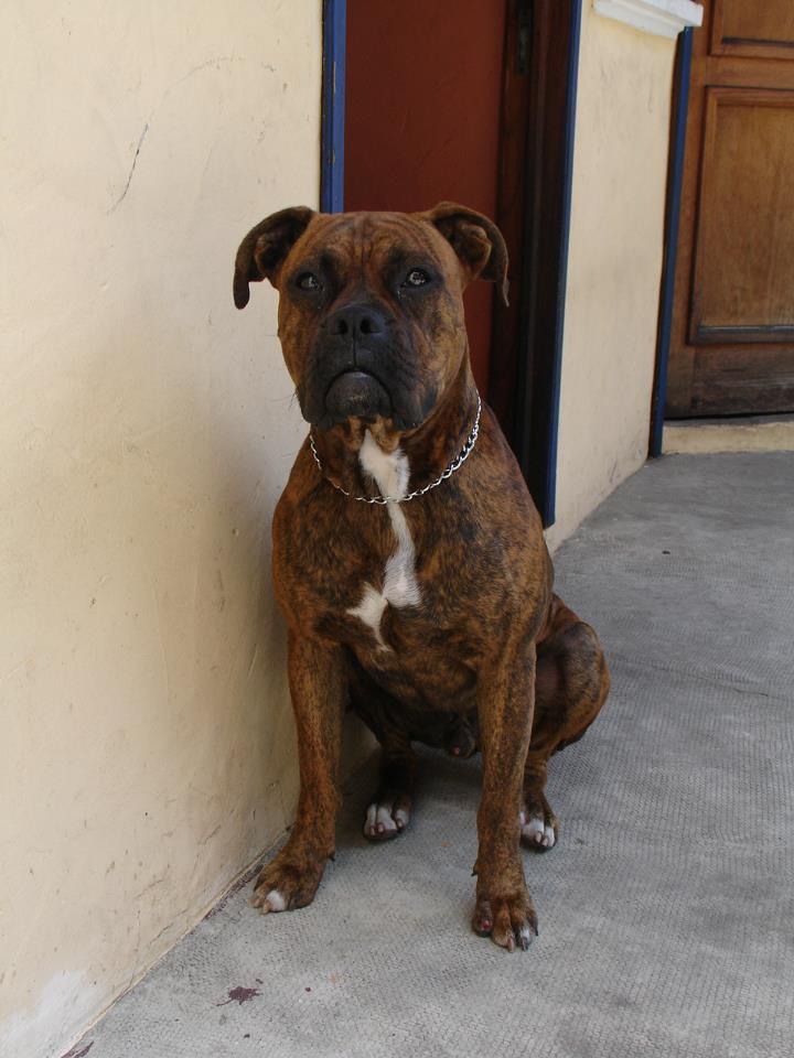 Perro boxer atigrado - Imagui