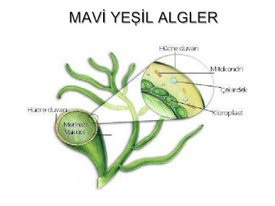 CANLILAR DÜNYASI (Biyoloji 9.Sınıf): PROKARYOT HÜCRE