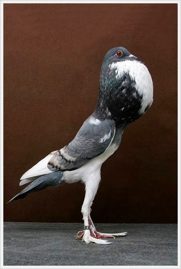 Musmech: CooL PiGeons Breed