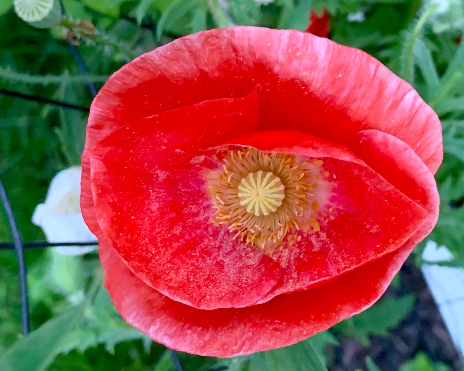 Red House Garden: One Scarlet Poppy