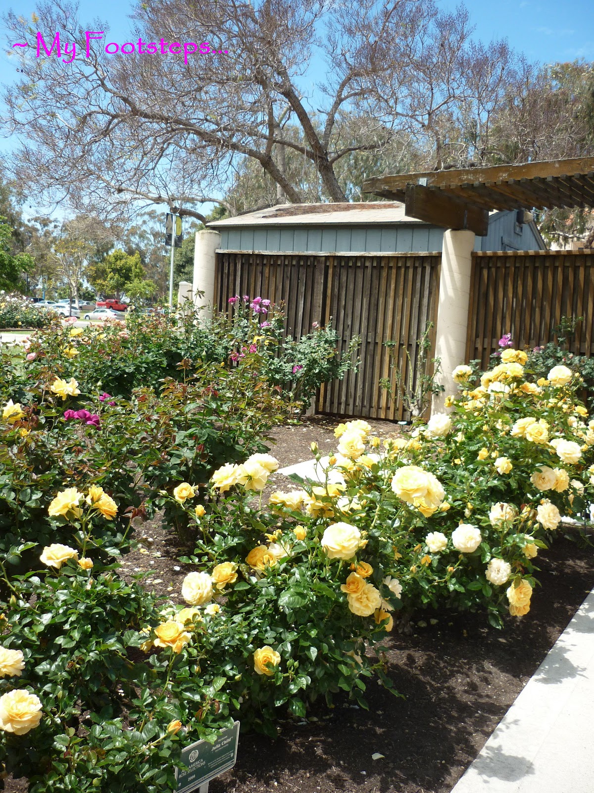 My footsteps...: Roses at Rose Garden, Balboa Park, San Diego (3)