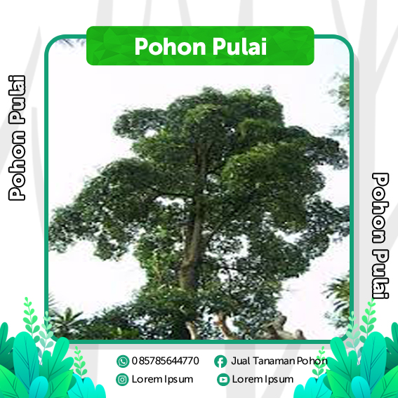 (0857-8564-4770) Jual Pohon Pule/Pulai Kawasan Kota Jakarta