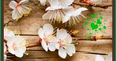 Chudobka: Informace na netu