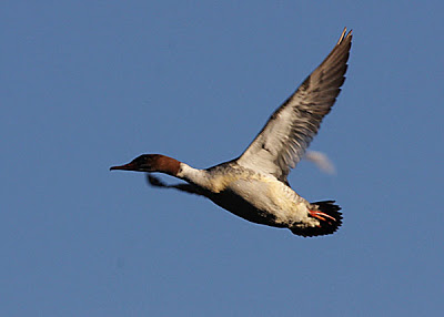 Birding with Flowers: Goosander - Countdown to Classes - 23 Days to Go!