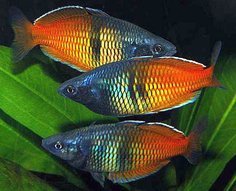 Most beautiful fishes for your planted tanks you must have.