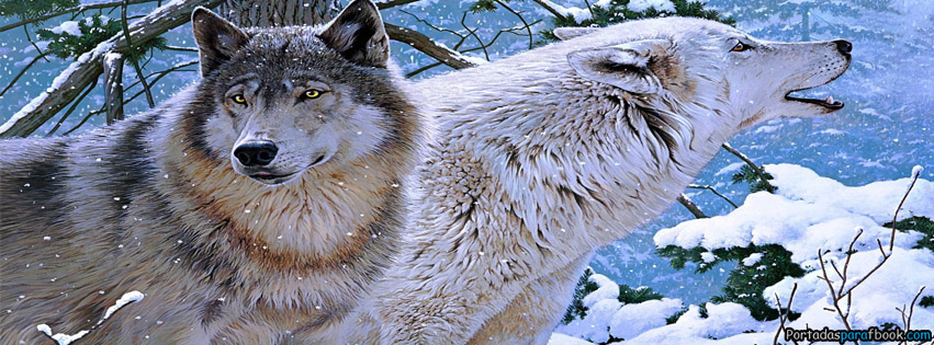 Lobos salvajes para FaceBook - Imagui
