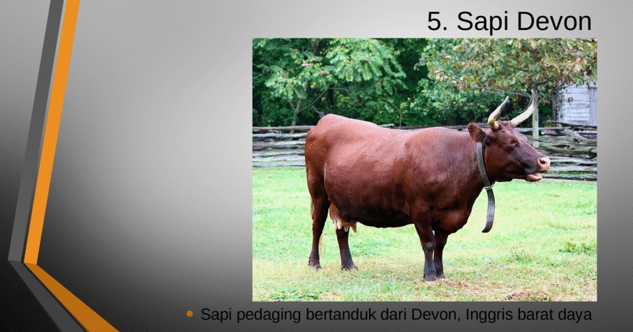 Sapi Eropa Yang Tahan Suhu Ekstrim - Elinotes - Review By Eli Setiawan