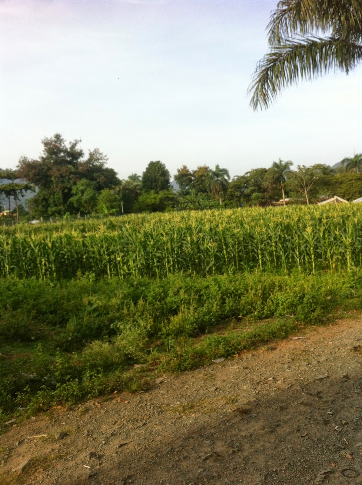 proyecto el faro: Por que es bueno utilizar el sistema de labranza minima