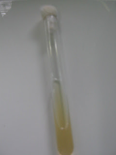 Media Kultur untuk Pertumbuhan Bakteri ~ Analis Kesehatan Indonesia