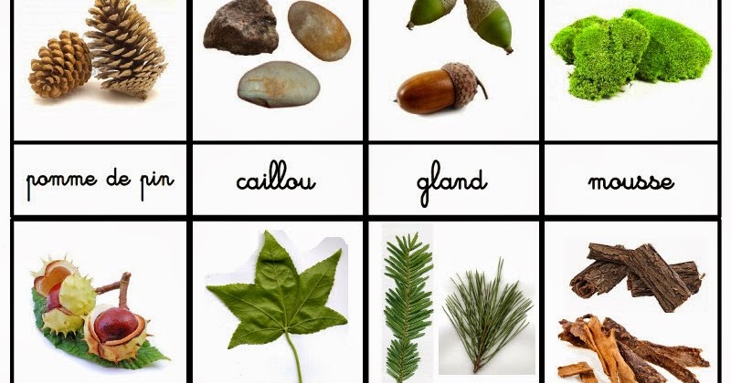 Crapouillotage: Cartes de Nomenclatures : BALADE EN FORET [EDIT]