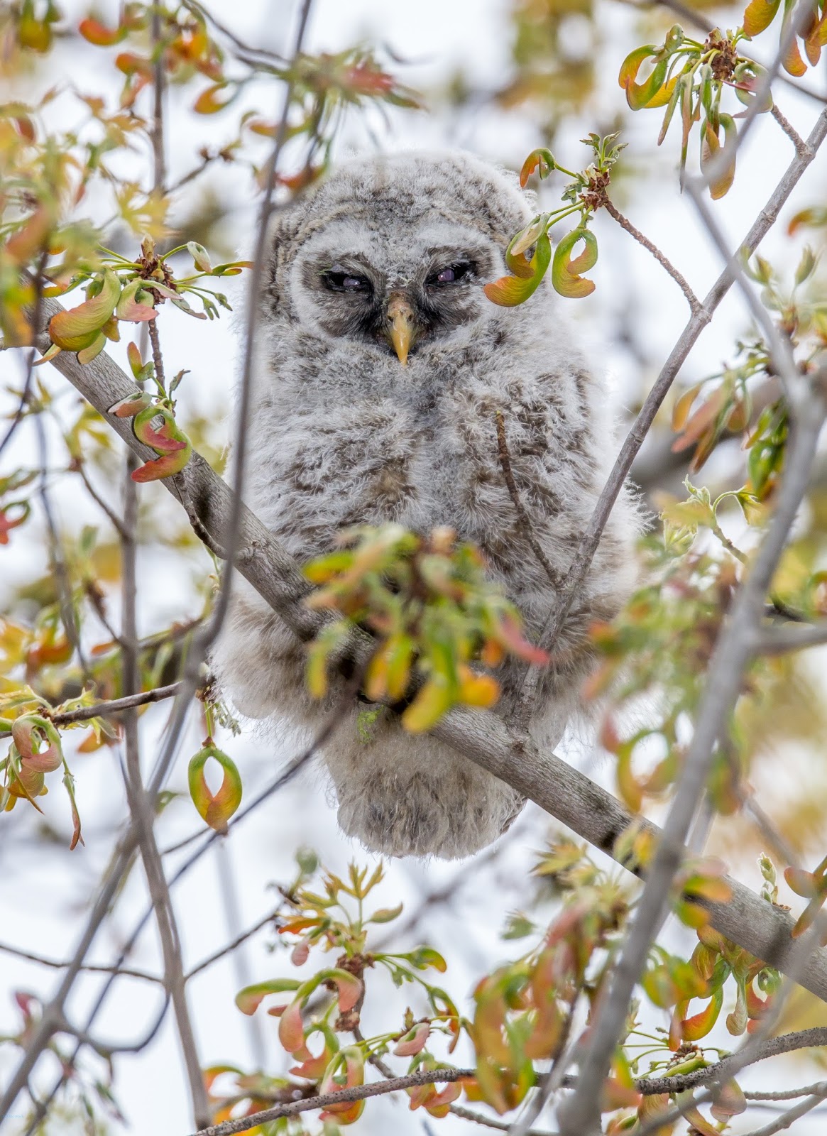 Feather Tailed Stories: Barred Owls
