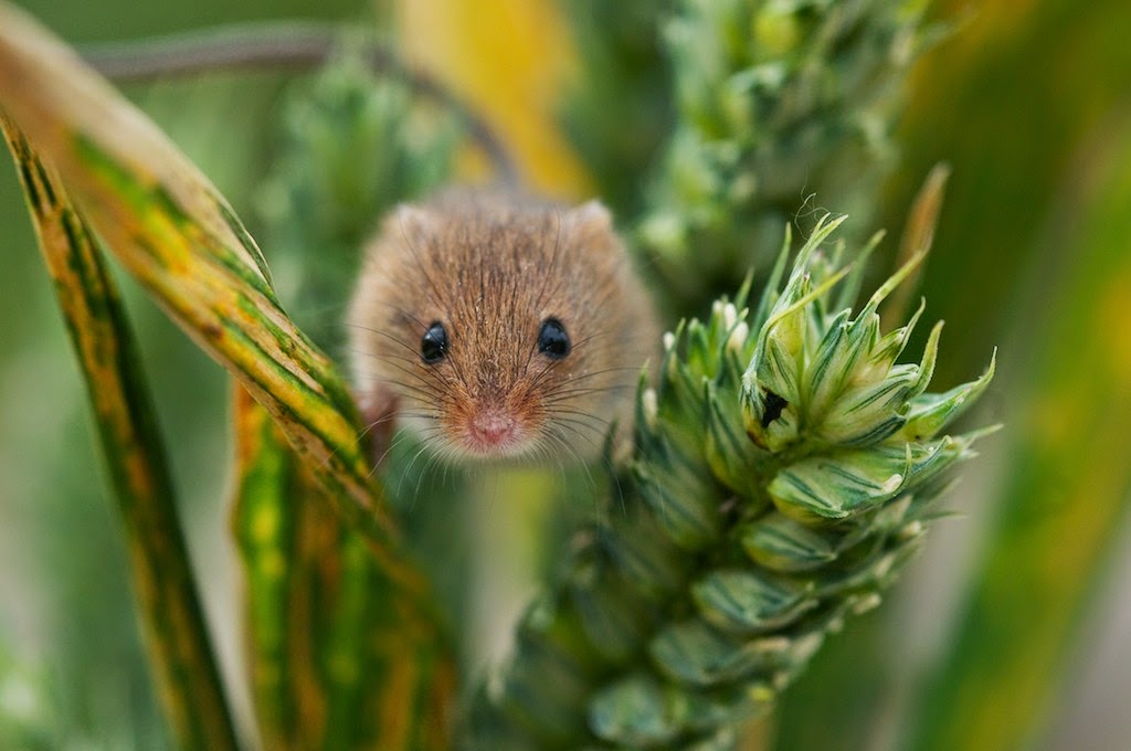 Matt's Photos: Harvest Mice