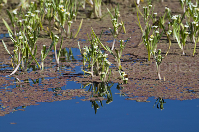 Laberinto en extinción: Margarita de agua de Sudáfrica (Cadiscus aquaticus)