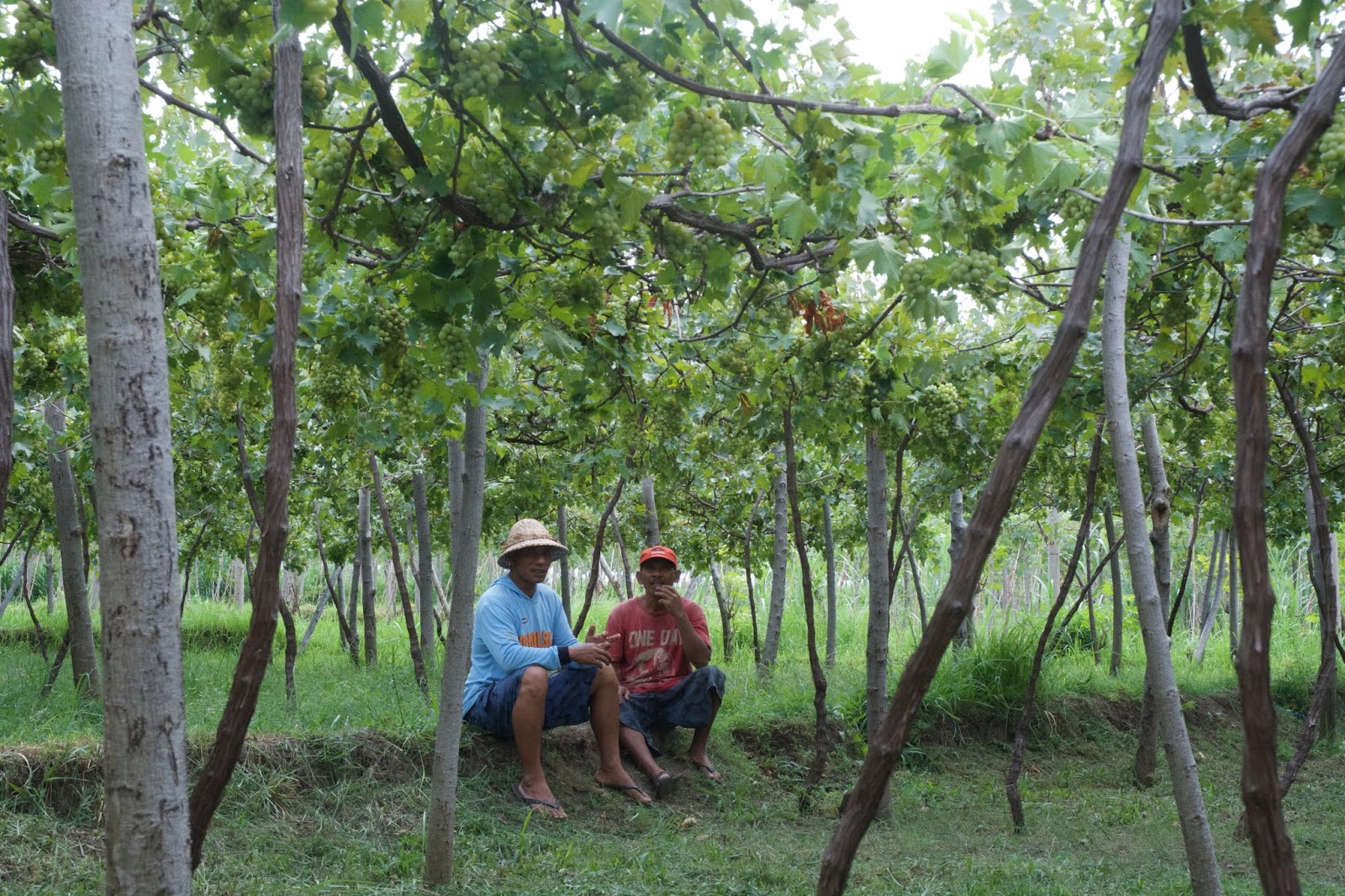 Tersina Wine Journal: Made in Bali