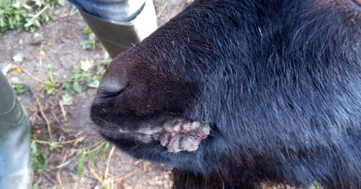 Self-sufficient in Suburbia: Orf virus