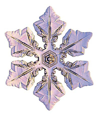 Little Birdie Blessings : Treasures of the Snow