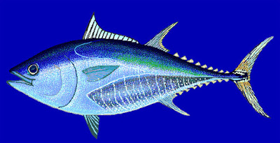 Conheça o Atum Azul