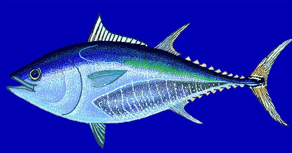 Conheça o Atum Azul