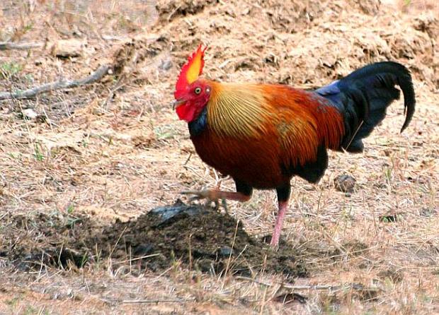 Sri Lankan Endemic Birds: Wali Kukula - The Ceylon Junglefowl (Gallus ...