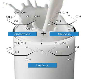 Ni blanco ni en botella: Lactosa vs. Lácteos