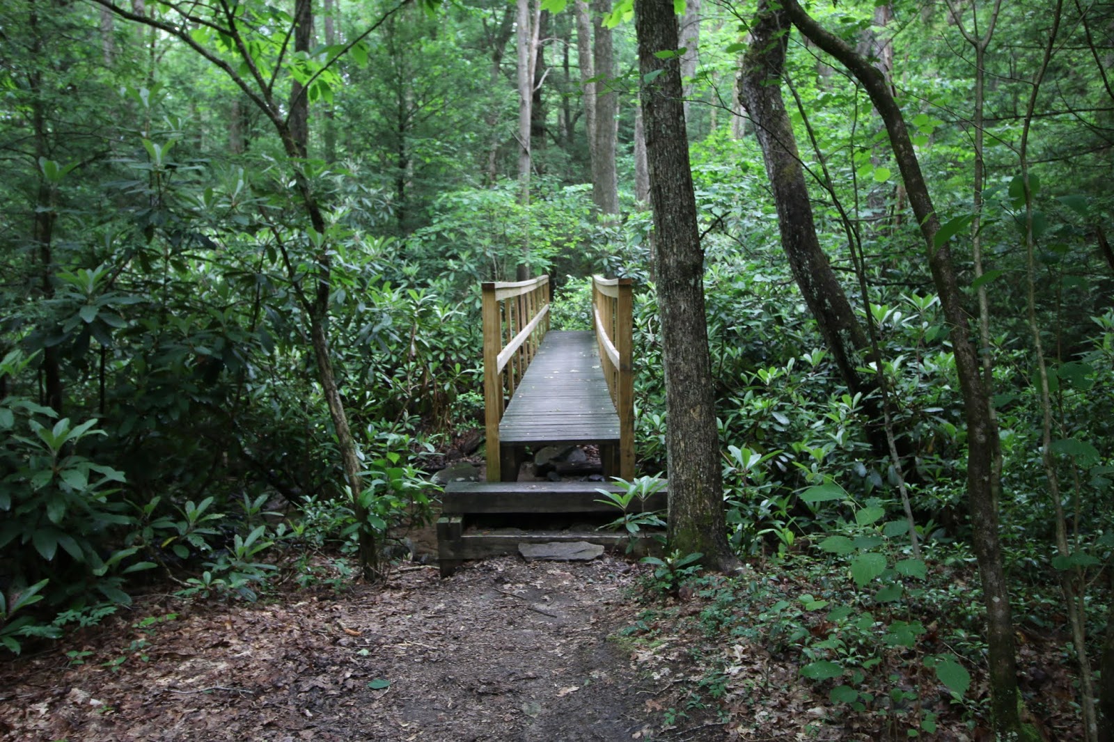 Hiking and Exploring the Quebec Run Wild Area, Forbes State Forest ...
