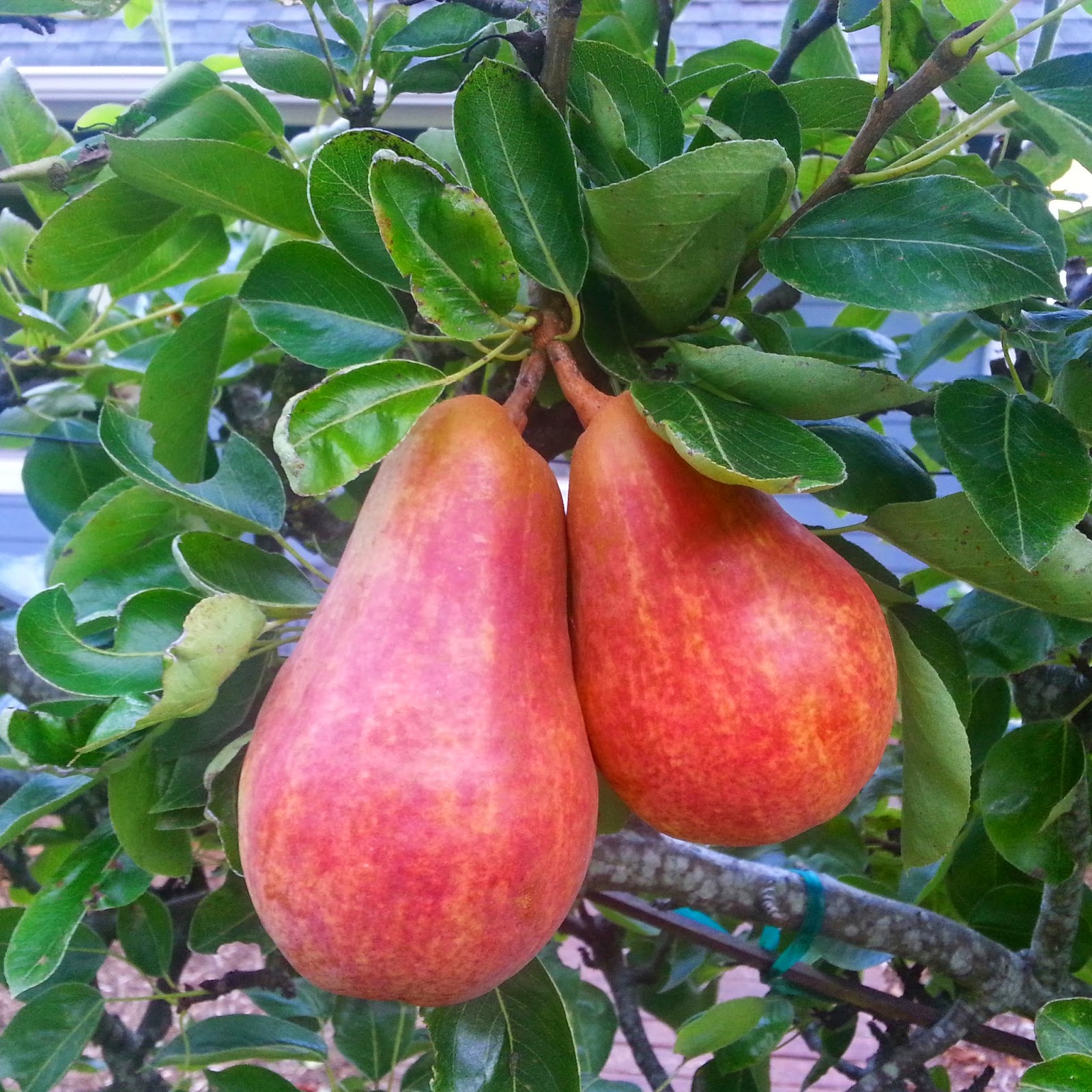 Venturing Vegan: Spiced Pear Ice Cream with Caramel Swirl