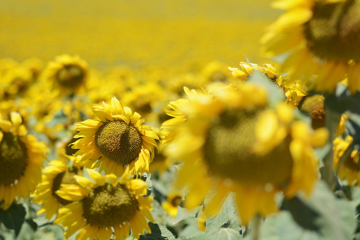 Casa Annika: Solrosor