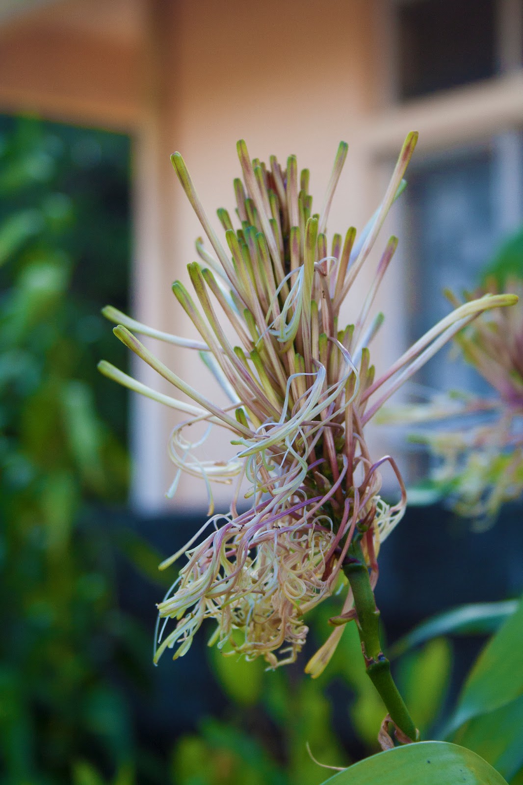 Learn Gardening: Lucky Bamboos are blooming!