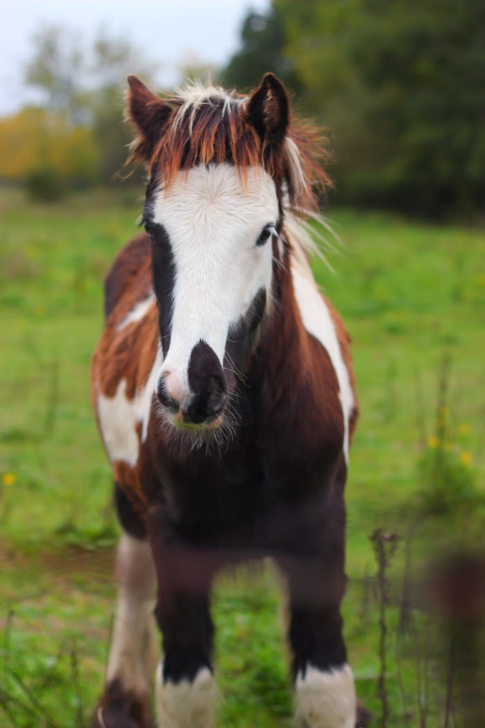 Three First Names: english ponies are delightful