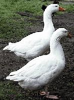 MENGENAL ANGSA DAN MANFAATNYA | Dunia Peternakan