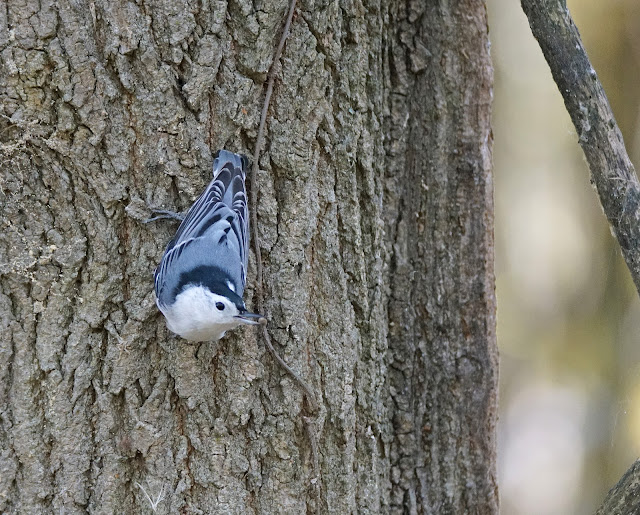 Hunting Digital Plumes in the US and Beyond