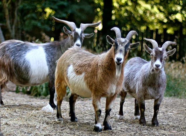 The Pygmy Goat - Not So Gruff | The Ark In Space