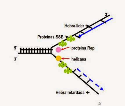 biologia: siguiendo con la replicacion