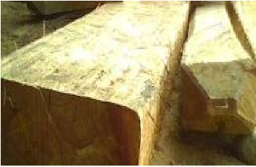 Tanaman Bayur (pterosperium Javanicum Jungh) - ATH Aneka Tanaman Hias ...