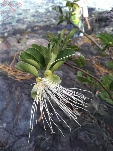 Virgin Islands Native Plants Blog: July 2020