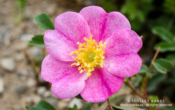 Prairie Wildflowers: Prairie Roses, from Pale to Deep Pink
