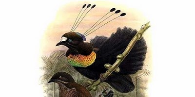 Unik Bulu Dada Seekor Burung yang Bisa Berubah Warna | SPICA