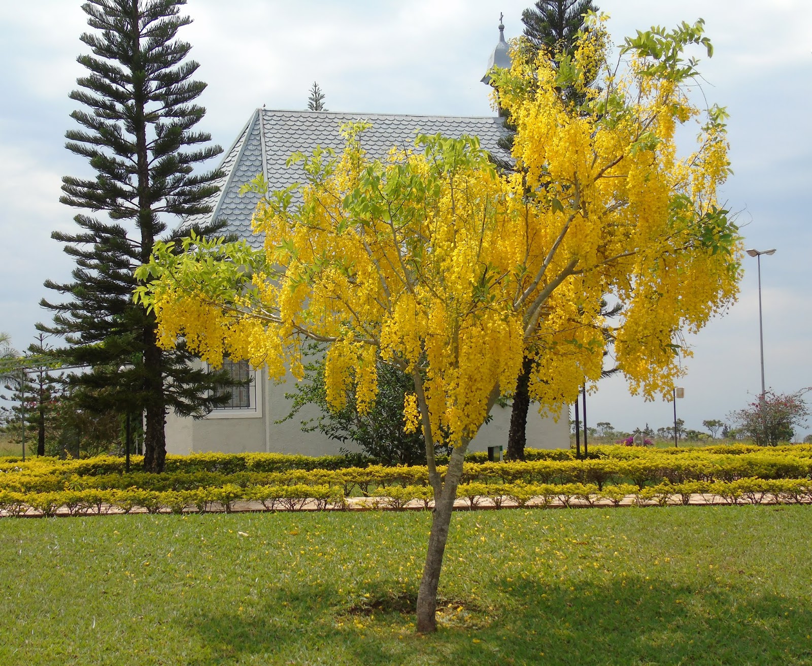 Cássia-imperial (Cassia fistula L.) | A planta da vez